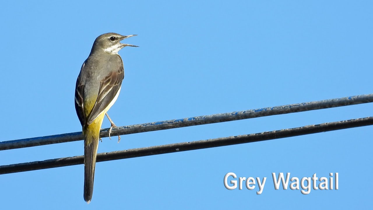 Grey Wagtail