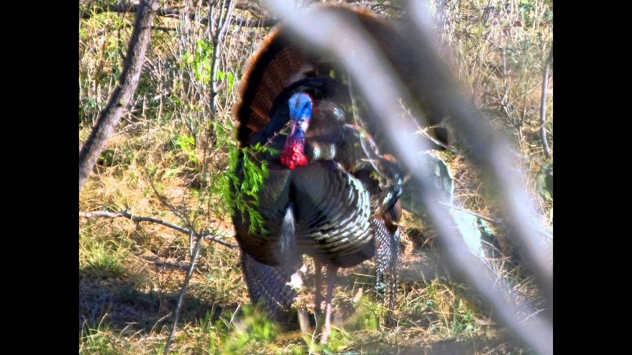 Turkey Photos Live Shots - YouTube