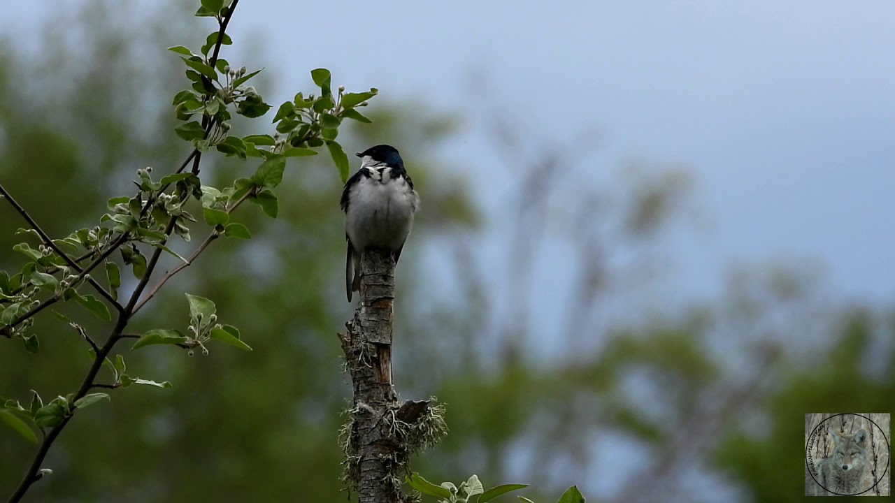 Tree swallow singing his lovely song - YouTube