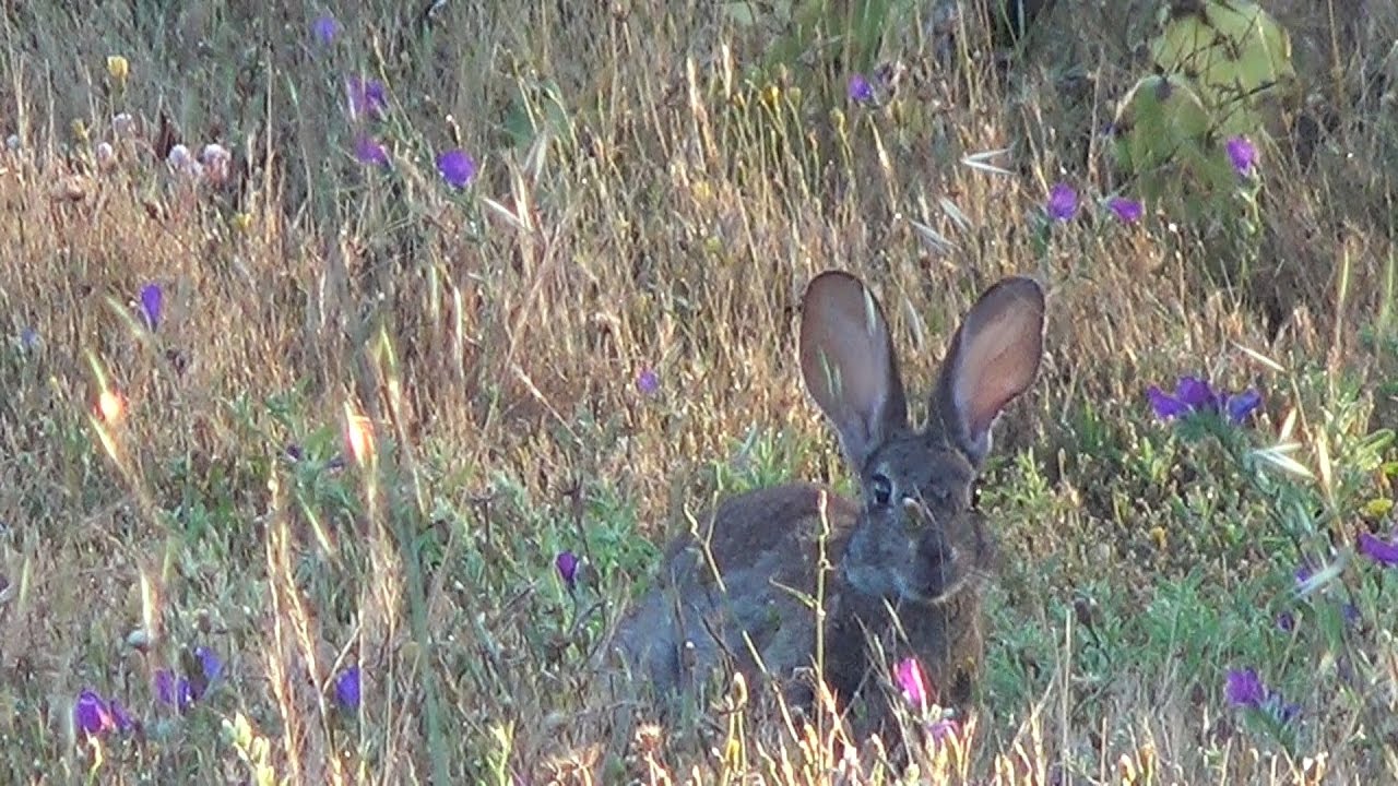 Comportamiento del conejo silvestre. Wild rabbit behave. Orytolagus ...