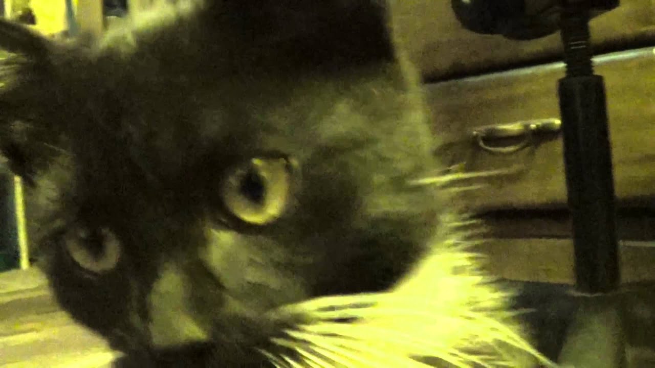 Octavian The Kitten "First Time Seeing a Camera" - YouTube