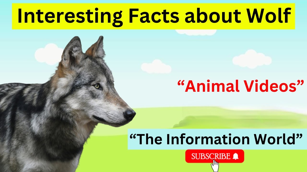 Interesting Facts about Wolf | Facts about Wolf | Wolf Video | Kids ...
