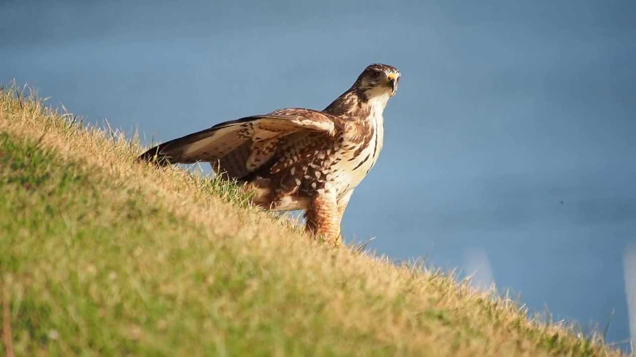 Hazzard (Common Buzzard x Harris Hawk hybrid) - YouTube