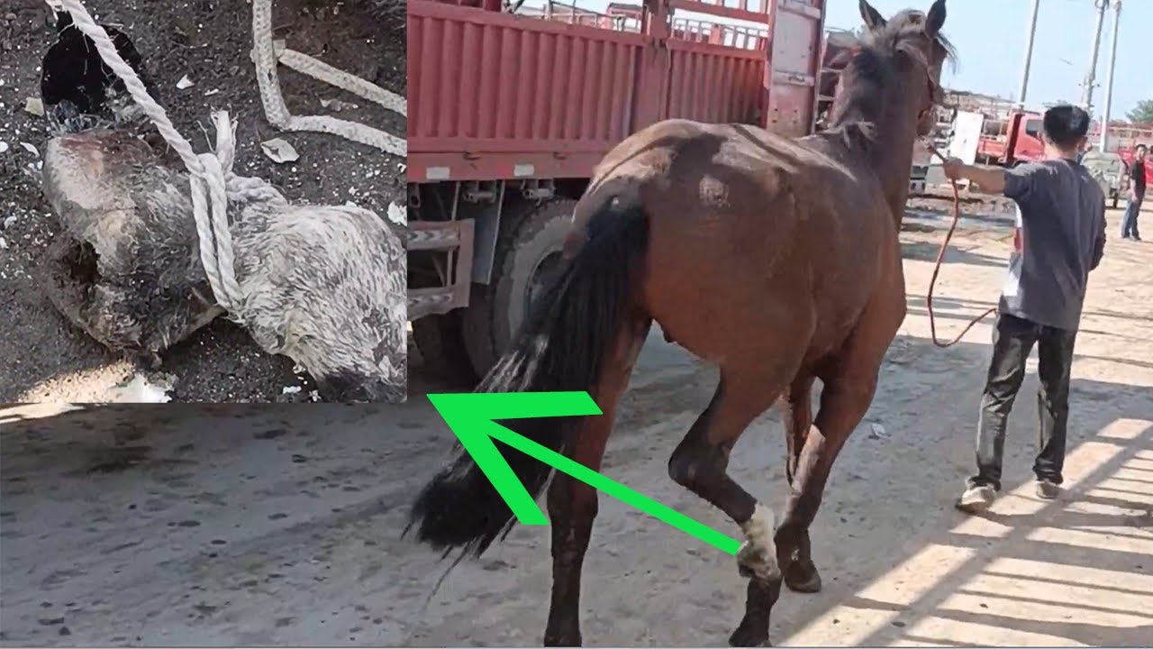 This horse is unable to land due to pain in one leg and limps when ...