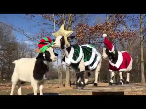Case Study #1: Goat Farts - YouTube