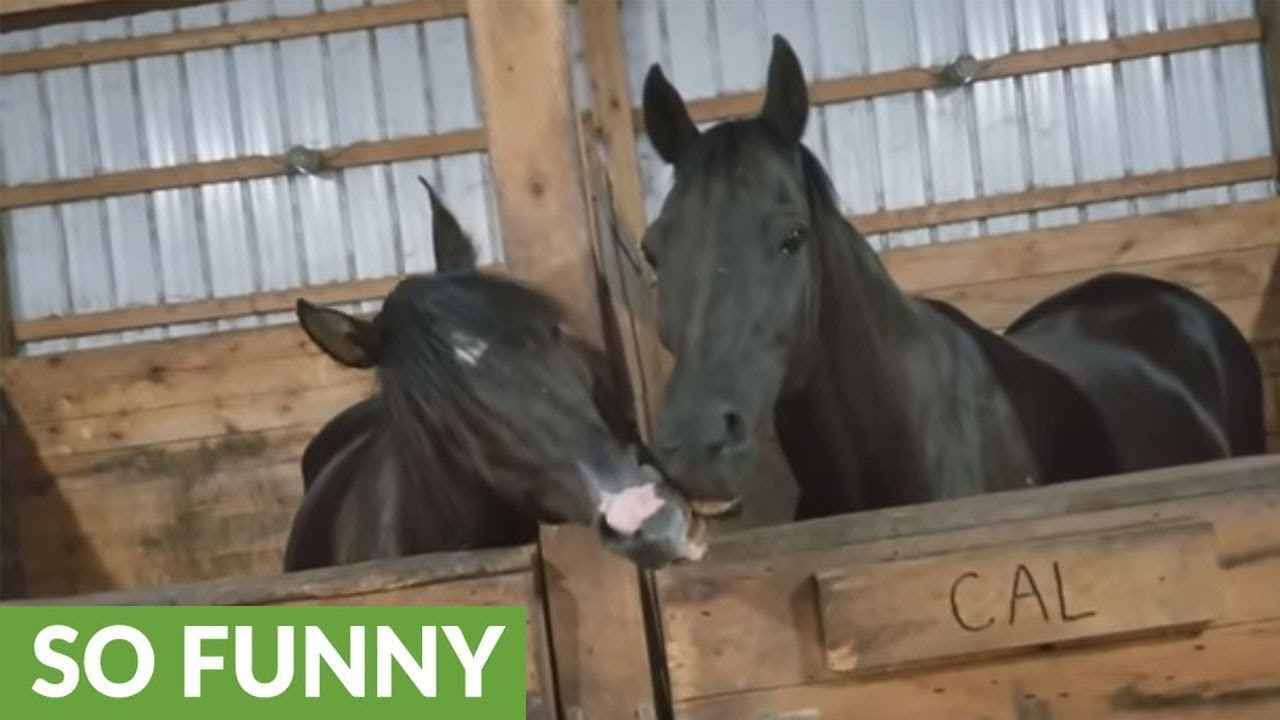 Horse best friends act goofy for the camera - YouTube