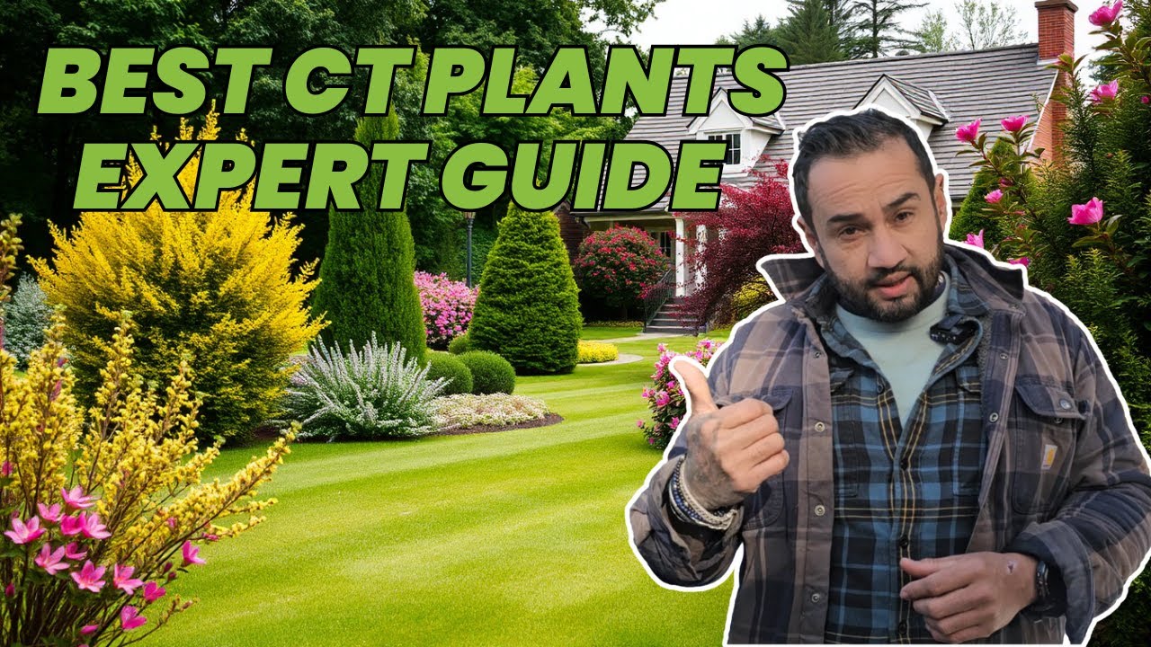 10 Best Plants for Connecticut Landscaping Projects - YouTube