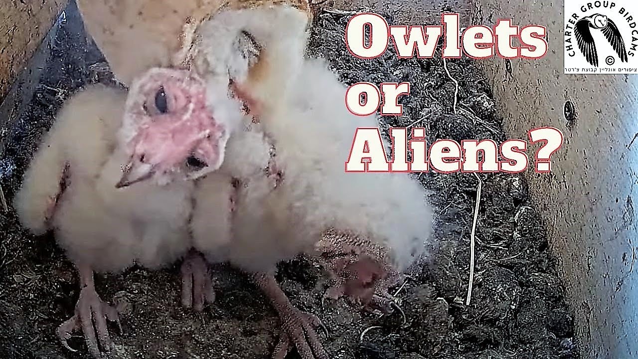 Adorable Baby Barn Owls: The Alien-looking Nestlings You Have To See ...