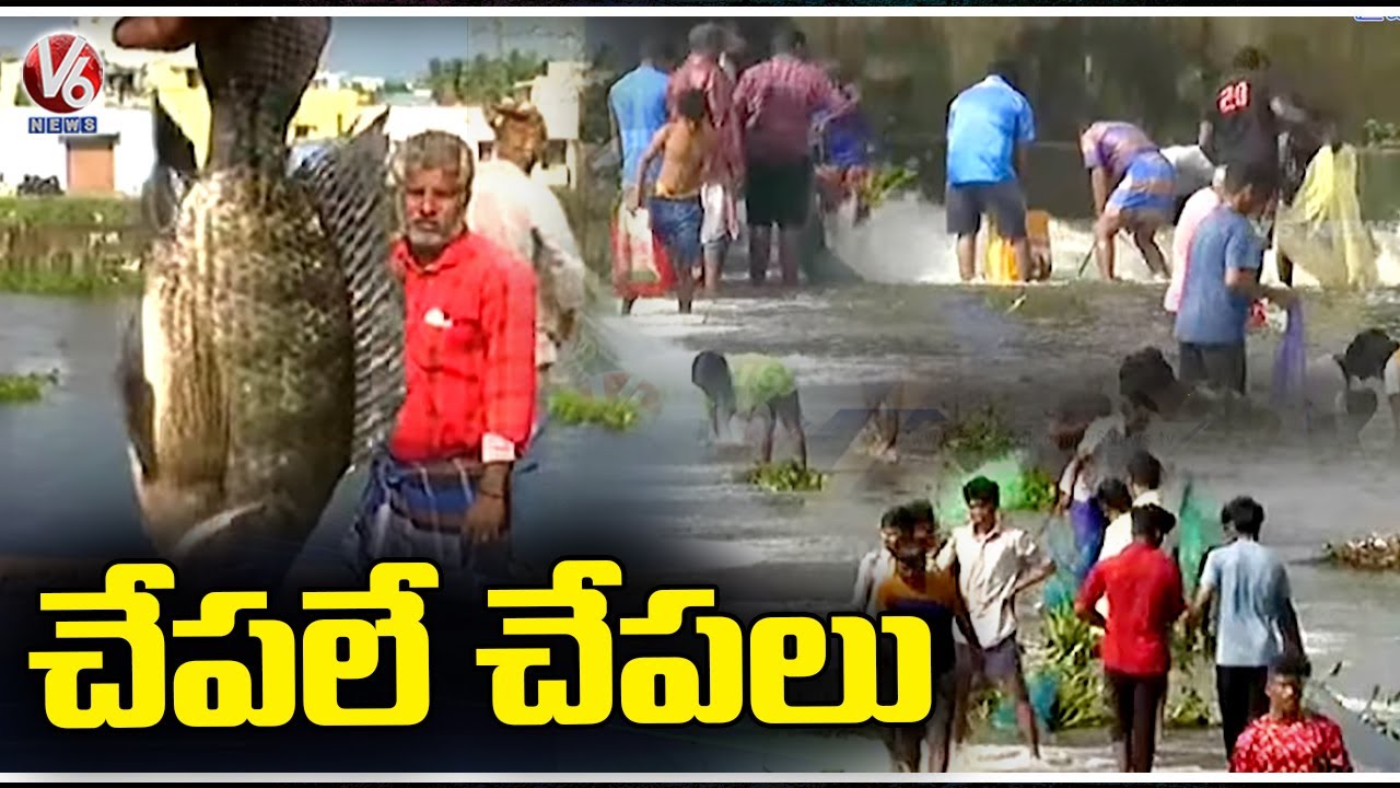 People Catch Fish From Overflowing Waterbodies After Rain In Chennai ...
