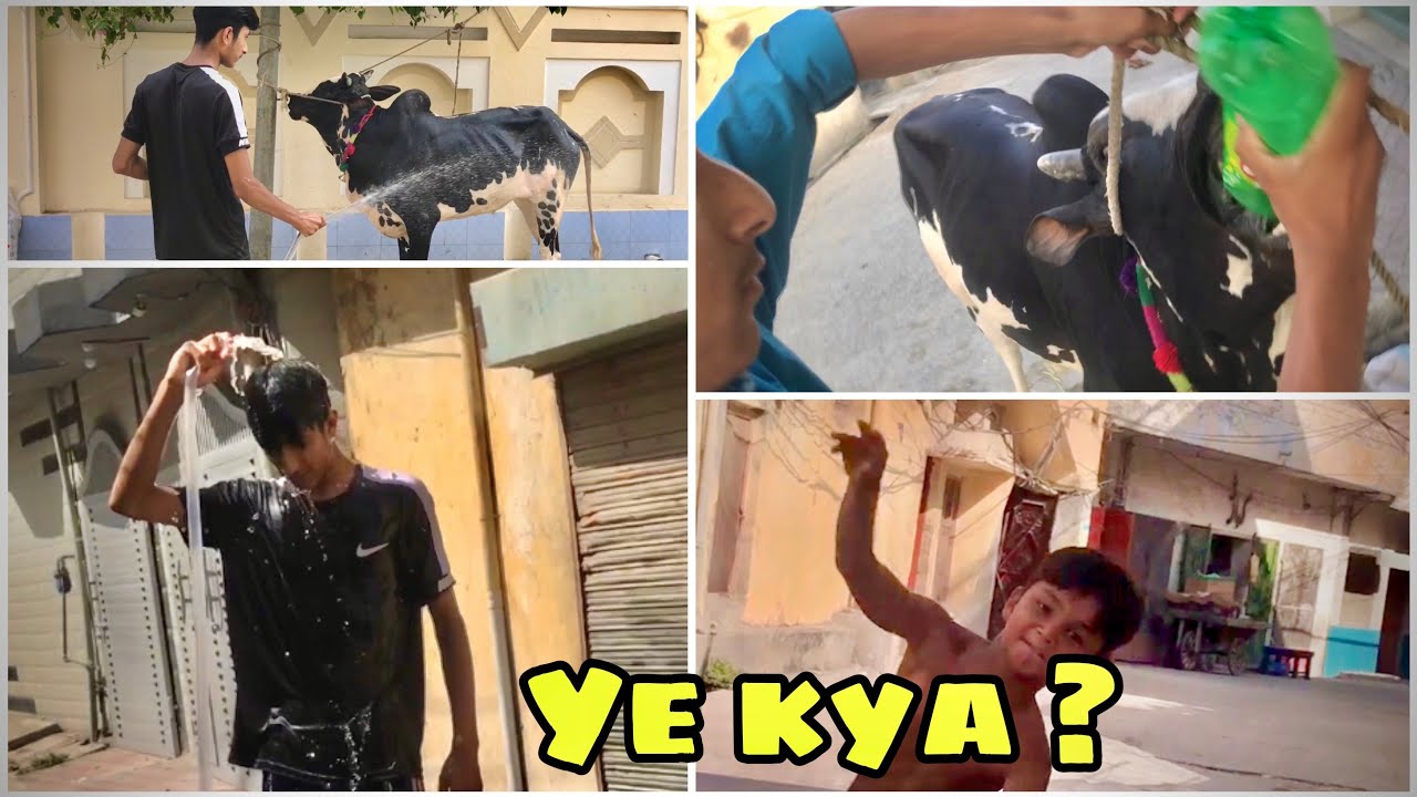 Aj bail ko dood pilaya or nilhaya || bohat maza aya || ammad vlogs || - YouTube