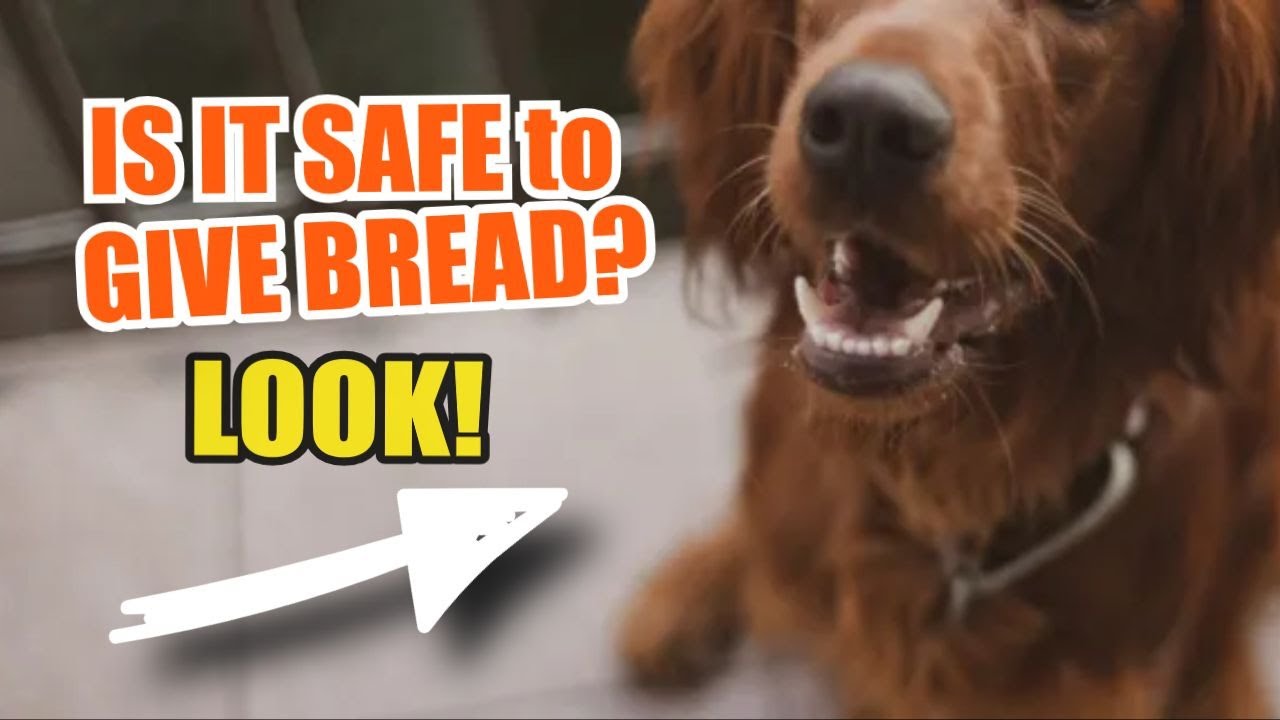 🍞Is it SAFE to give BREAD to your DOG? 🐶The Truth! - YouTube