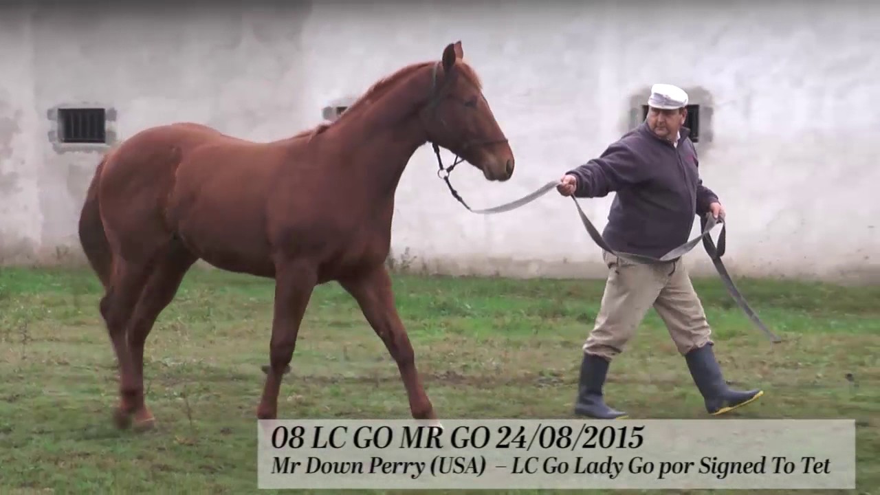 Potrillos completo 1 - YouTube