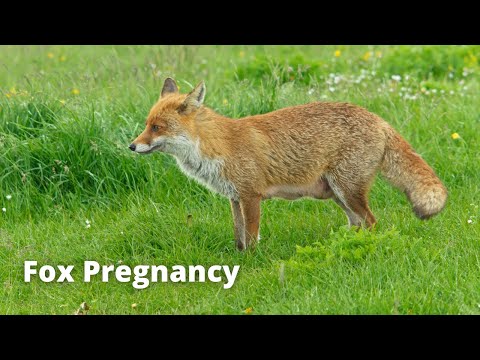 How Many Babies Can A Fox Have In One Pregnancy