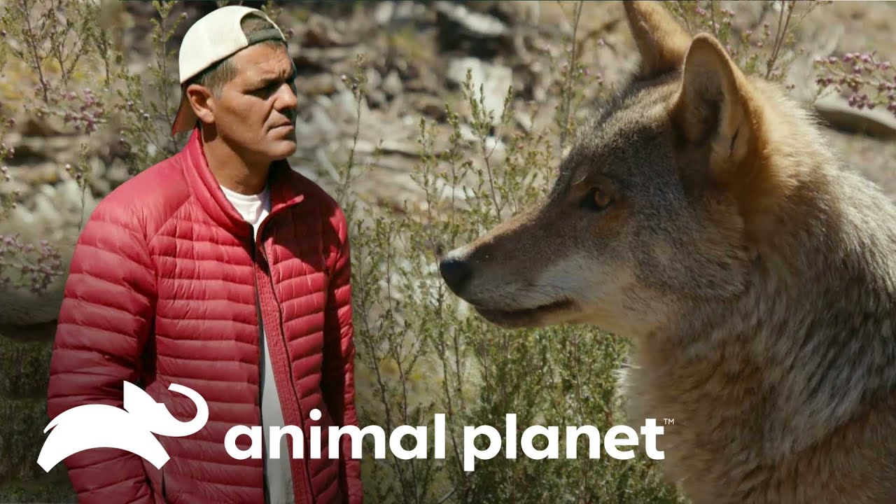 Frank visita santuario donde conviven 11 manadas de lobos | Wild Frank ...