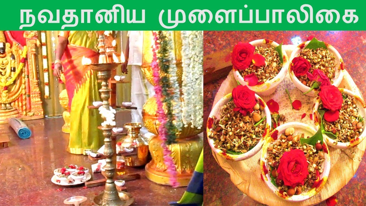 திருமணத்தில் முளைப்பாலிகை யார், எப்படி செய்வது?/How to grow sprouts ...