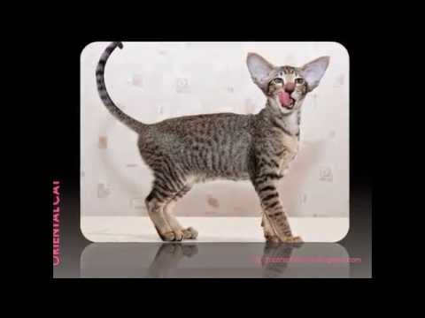 Domestic 43 cat breeds - YouTube
