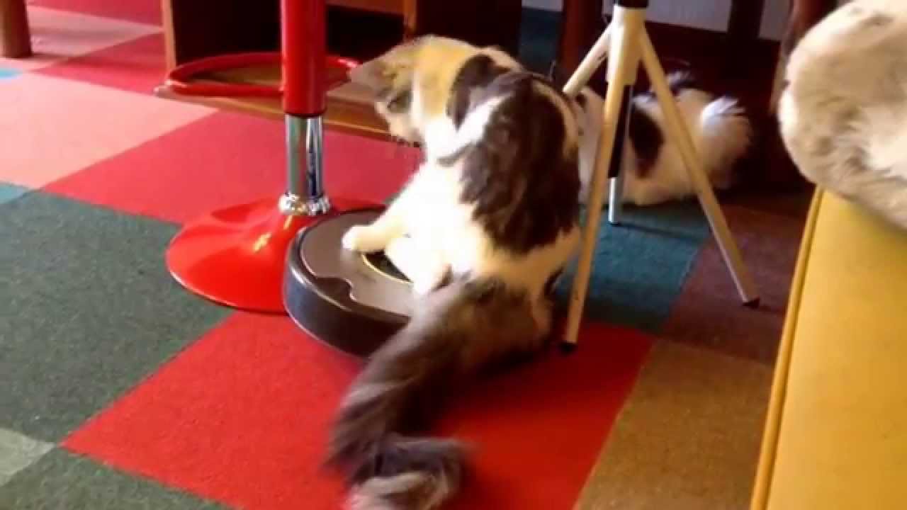 ルンバに乗る猫3/1 rumba riding maine coon cat - YouTube