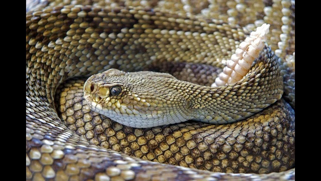 rattlesnake picture with tail vibration sound - YouTube