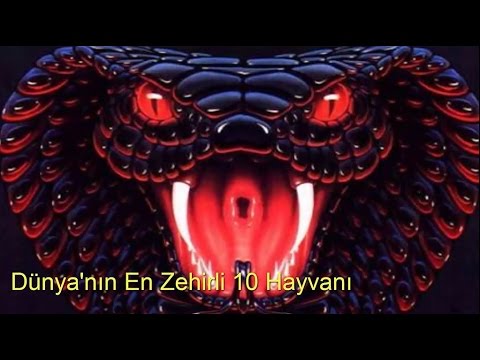 Dünya'nın En Zehirli 10 Hayvanı