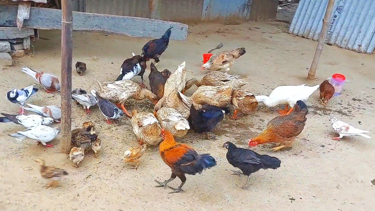 Chicken Duck And Rooster Videos - YouTube