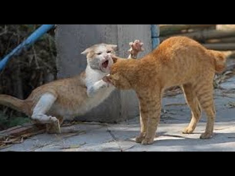 REAL STRAY CATS FIGHTING! COMPILATION !!😾 - YouTube
