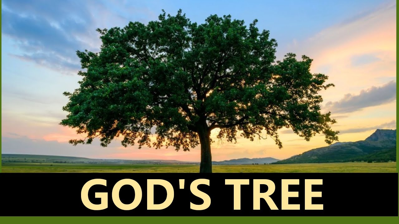 GOD'S SIGNS - The tree | How to recognise God's signs - YouTube