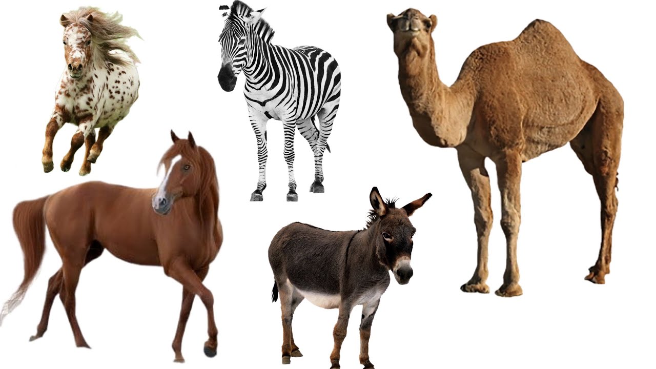 ANIMAL SOUNDS: Horse, Camel, Zebra, Donkey, Pony - YouTube