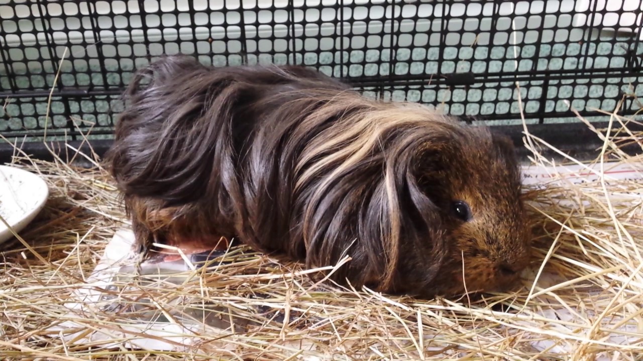 Guinea pig stretches. - YouTube