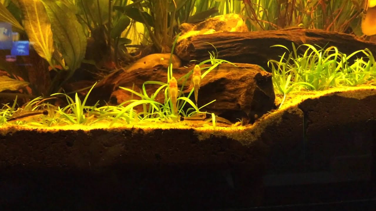 Feeding time in the oto tank - YouTube