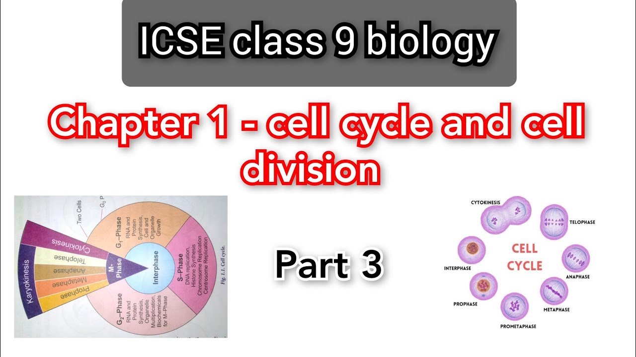 ICSE class 9 biology chapter cell cycle and cell division part 3. - YouTube