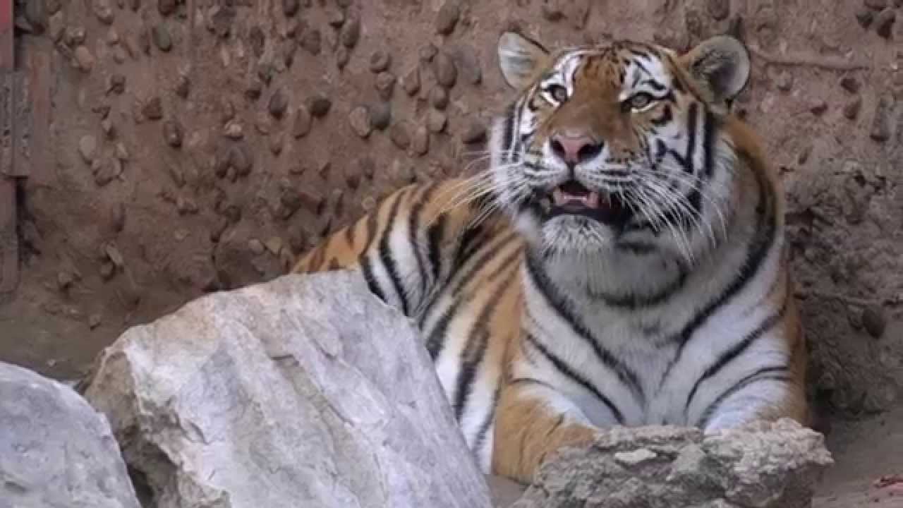 Siberian Tiger With Sounds - YouTube