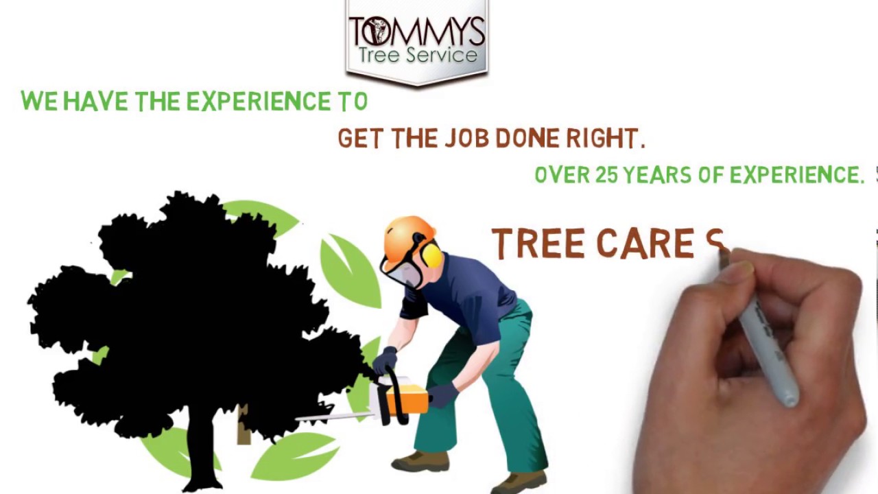 Tommy's Tree Service - See Why to Choose for All Tree Care Needs in ...