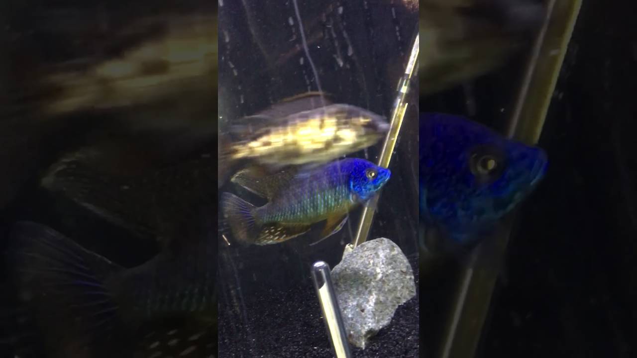 Female protomelas steveni imperial blue gold spitting her fry - YouTube