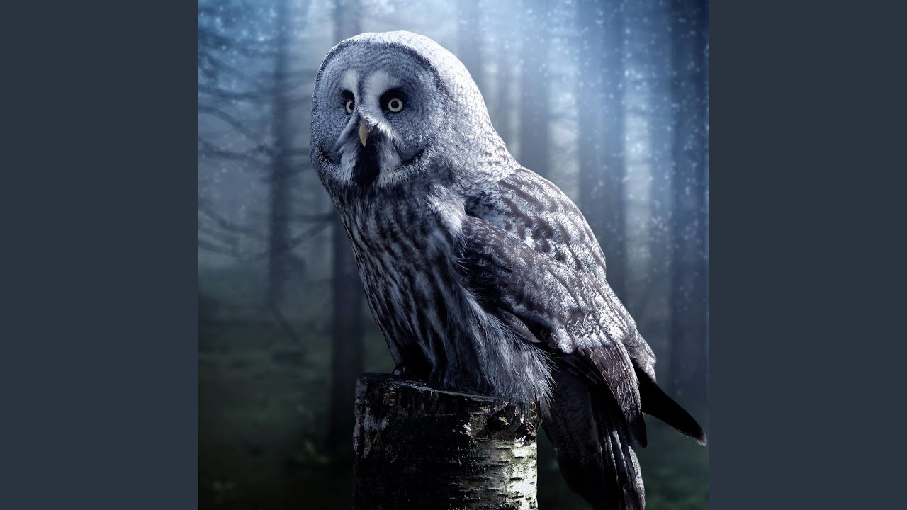 Barred Owl Hooting (HD) - YouTube