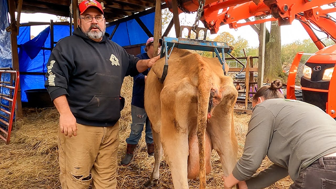 Handling Our Down Cow - YouTube