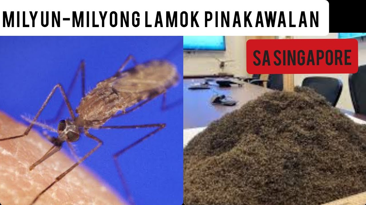Milyun-Milyong Lamok Ang Pinalaya Sa Bansang Singapore - YouTube