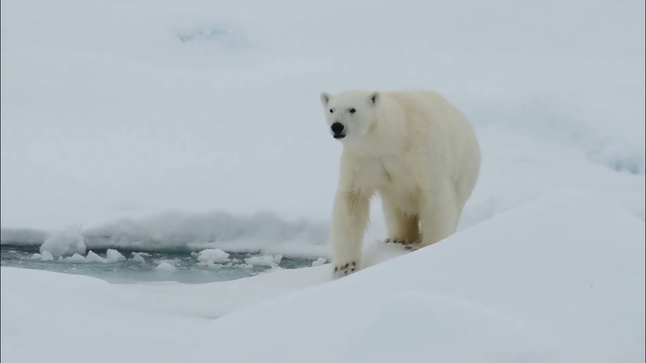 Polar Bears: Arctic Giants - YouTube