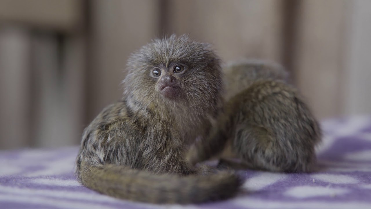 Twins Born to Pygmy Marmoset Couple - YouTube