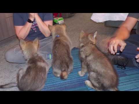 Agouti Female Pups! / Alaskan Noble Companion Dog - YouTube
