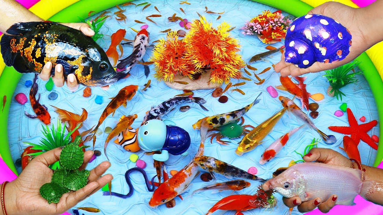 nice fish catching video beautiful fish pond nice aquatic life - YouTube