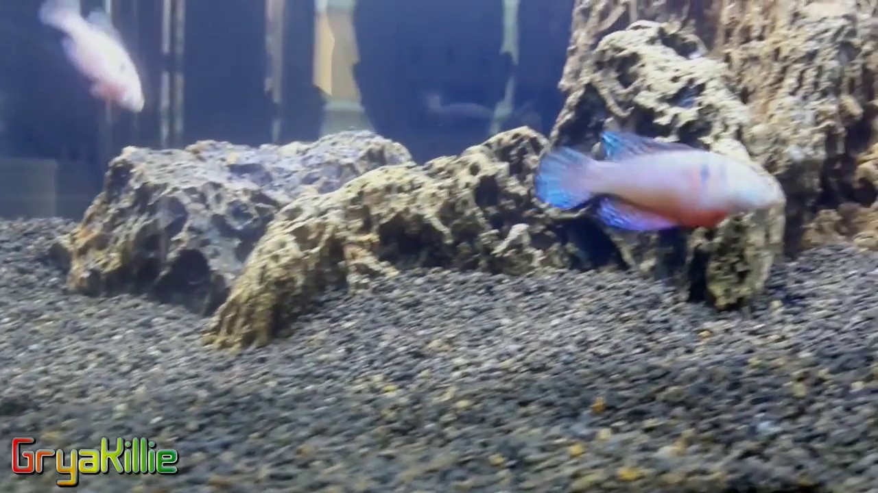 Hypsolebias Magnificus Palmas de Monte Alto - YouTube