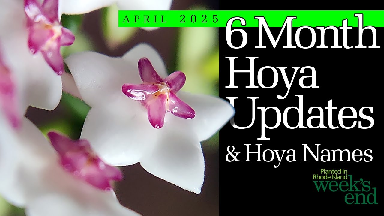 6 MONTH HOYA UPDATES | Rare Hoya Plant Care Tips & Growth Progress ...