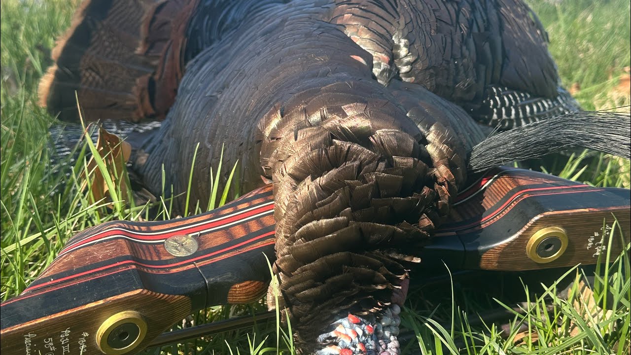 Gobbler @ 3 Steps with Recurve - YouTube