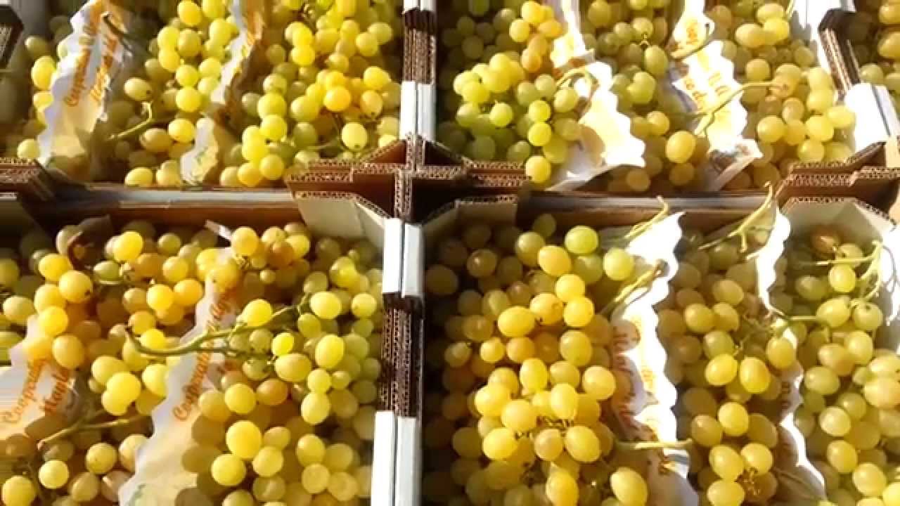 Uva moscatel italiana en FRUTERIA SAN PELAYO - YouTube