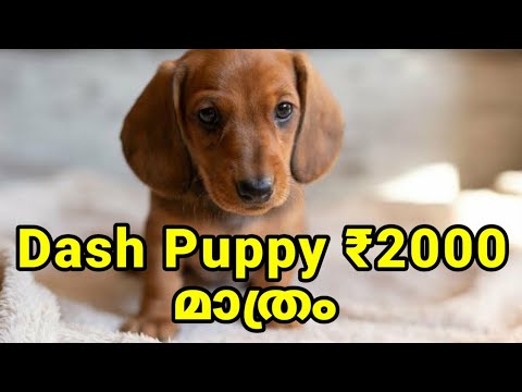 ഏറ്റവും വിലക്കുറവിൽ Dachshund puppy കിട്ടുന്ന സ്ഥലം || Dash Puppy ₹2000 ...