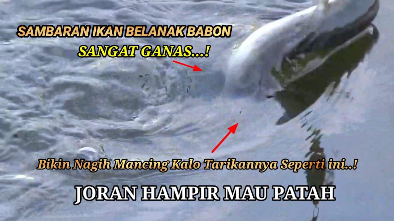 MANCING IKAN BELANAK DENGAN RANGKAIAN PANCING UNIK DAN JITU..! - YouTube