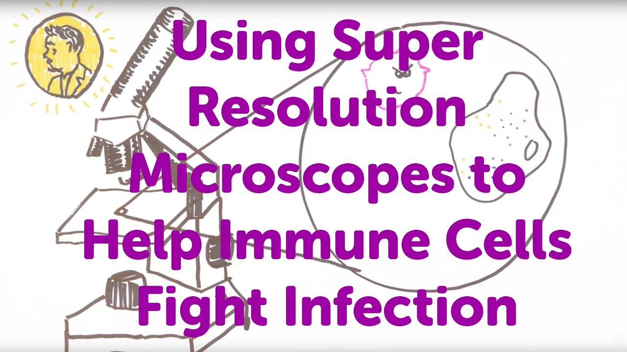 Minute Lecture: Using Super Resolution Microscopes to Help Immune Cells ...