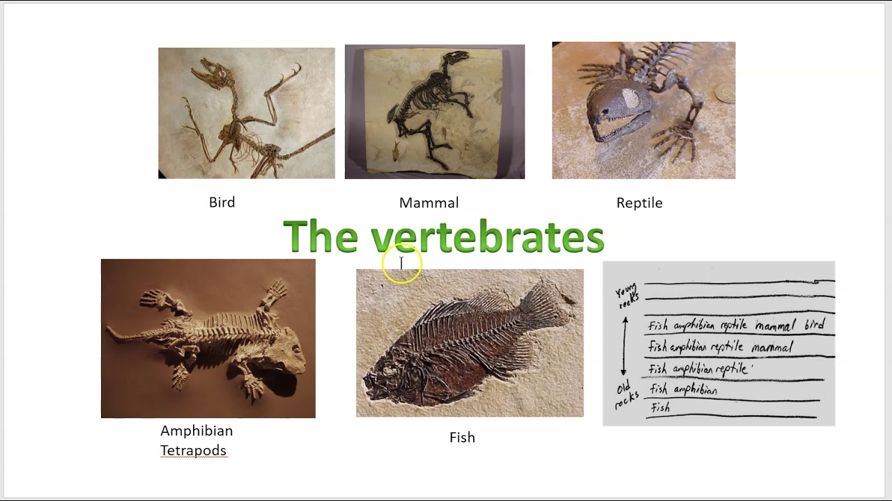 Evolution of vertebrates on the 'Tree of Life' - YouTube