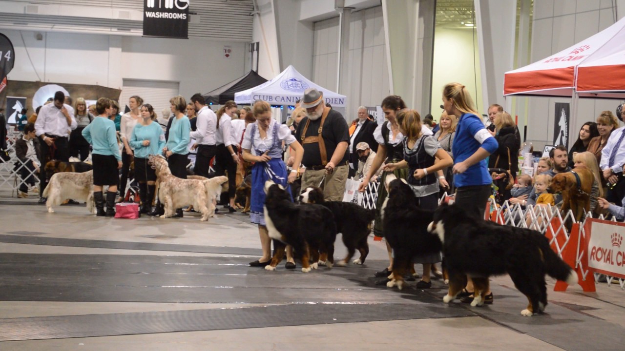 ROYAL CANIN NATIONAL BREEDER'S CLASSIC - Caledon Kennel Club 27.Nov ...