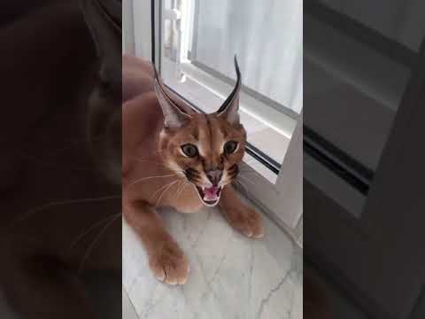 Floppa getting mad doe - YouTube